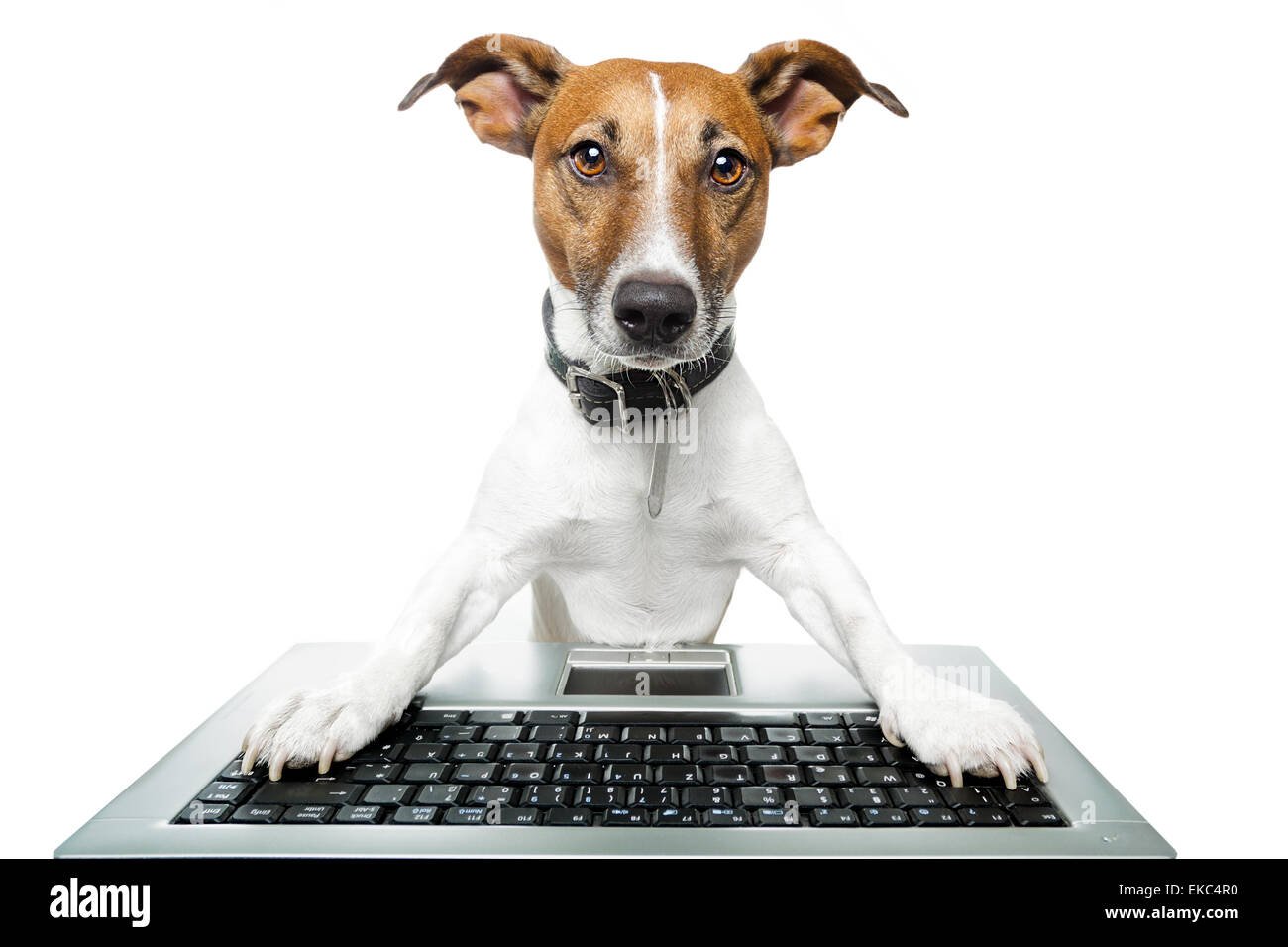 Dog computer screen hi-res stock photography and images - Alamy