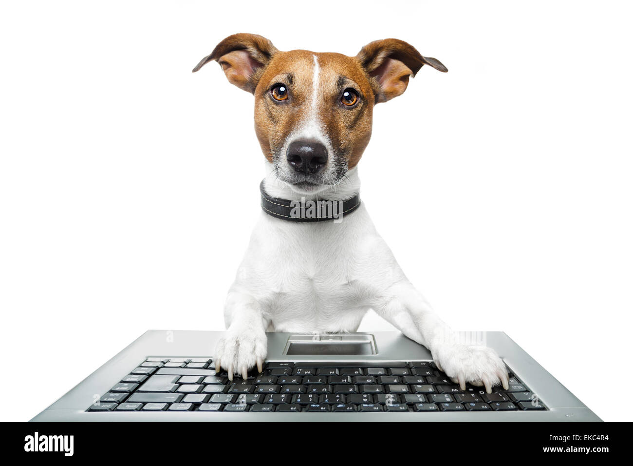 dog computer pc tablet Stock Photo - Alamy