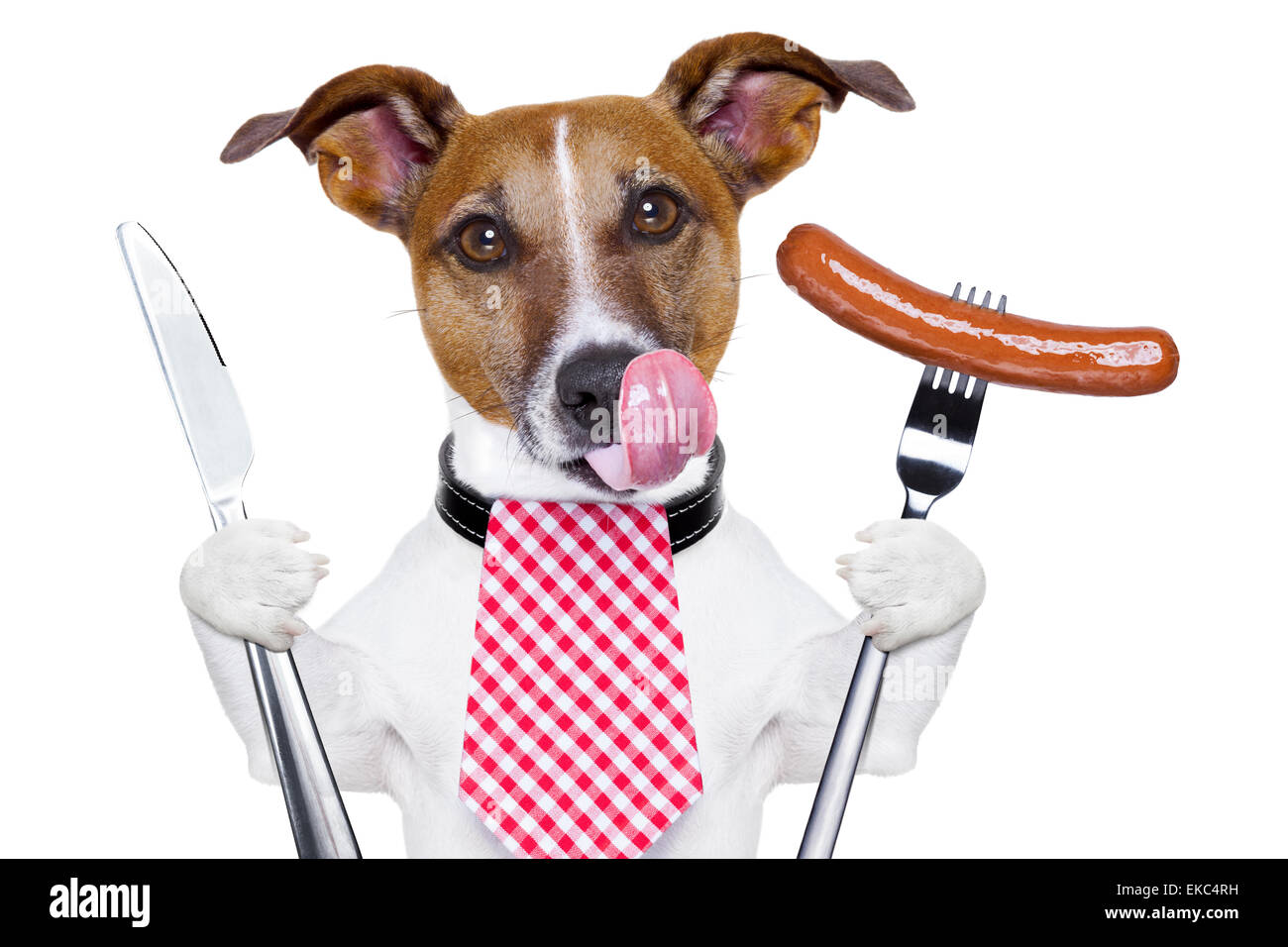 Funny sausage dog hi-res stock photography and images - Alamy