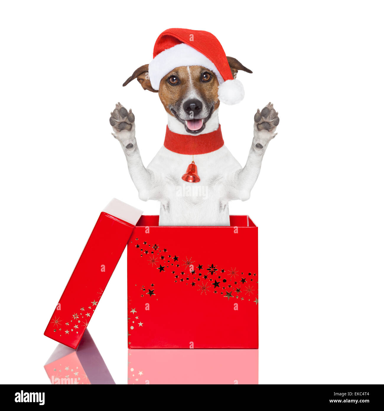 Dog in a box hi-res stock photography and images - Alamy