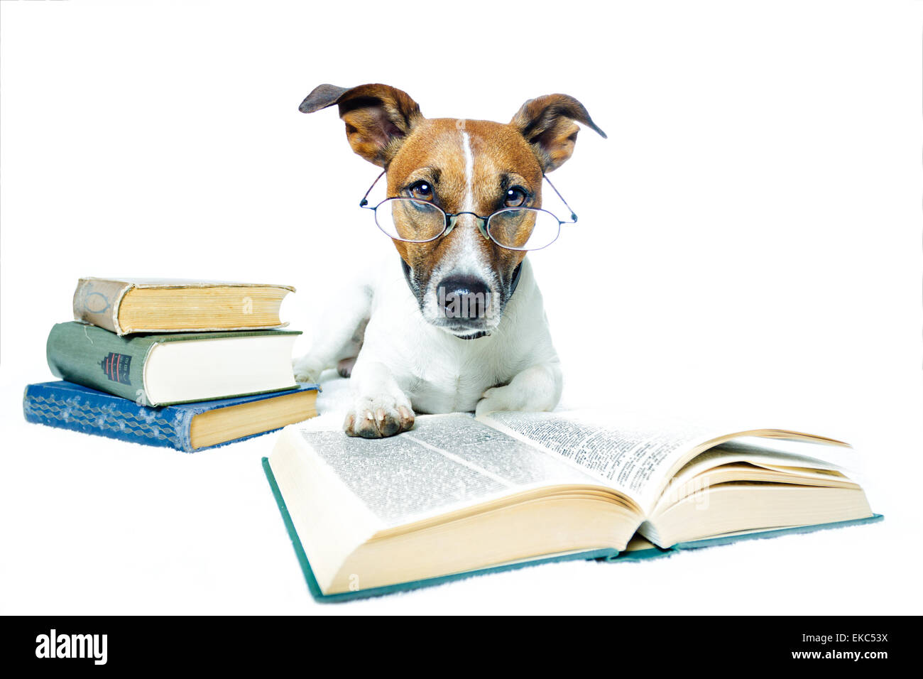 dog reading book Stock Photo - Alamy