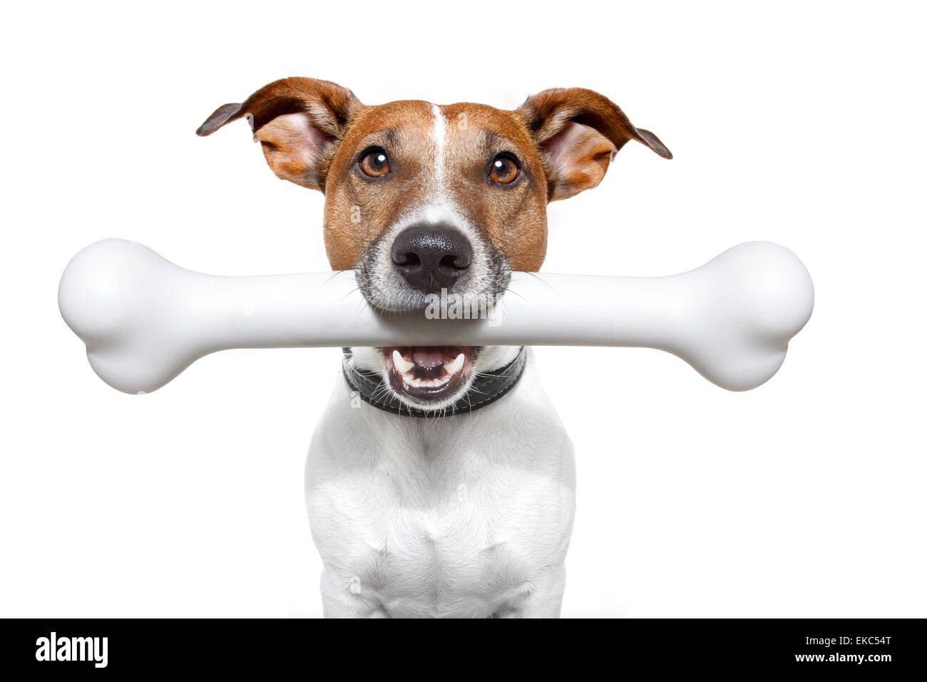 Dog bone background hi-res stock photography and images - Alamy