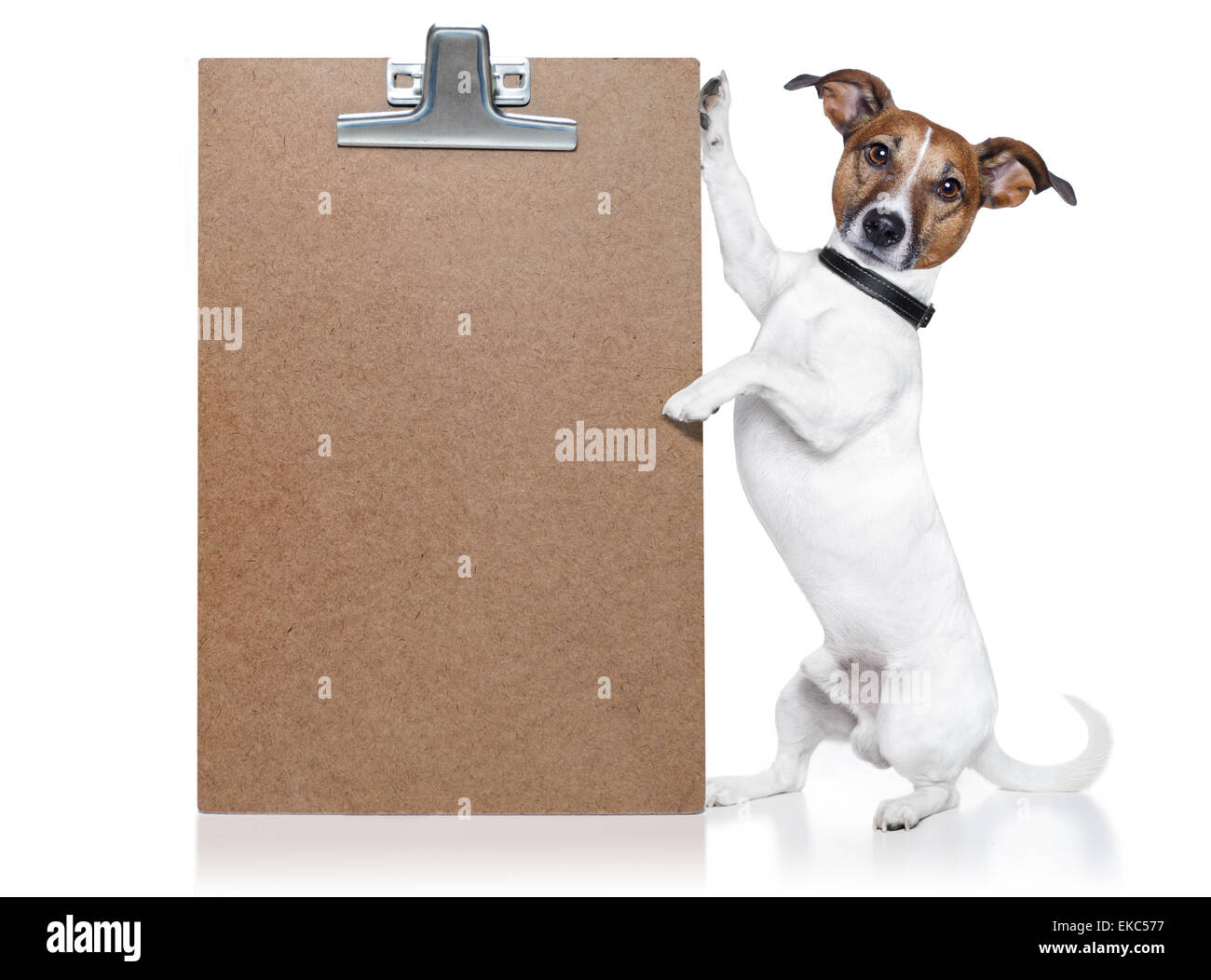 banner placeholder dog Stock Photo - Alamy