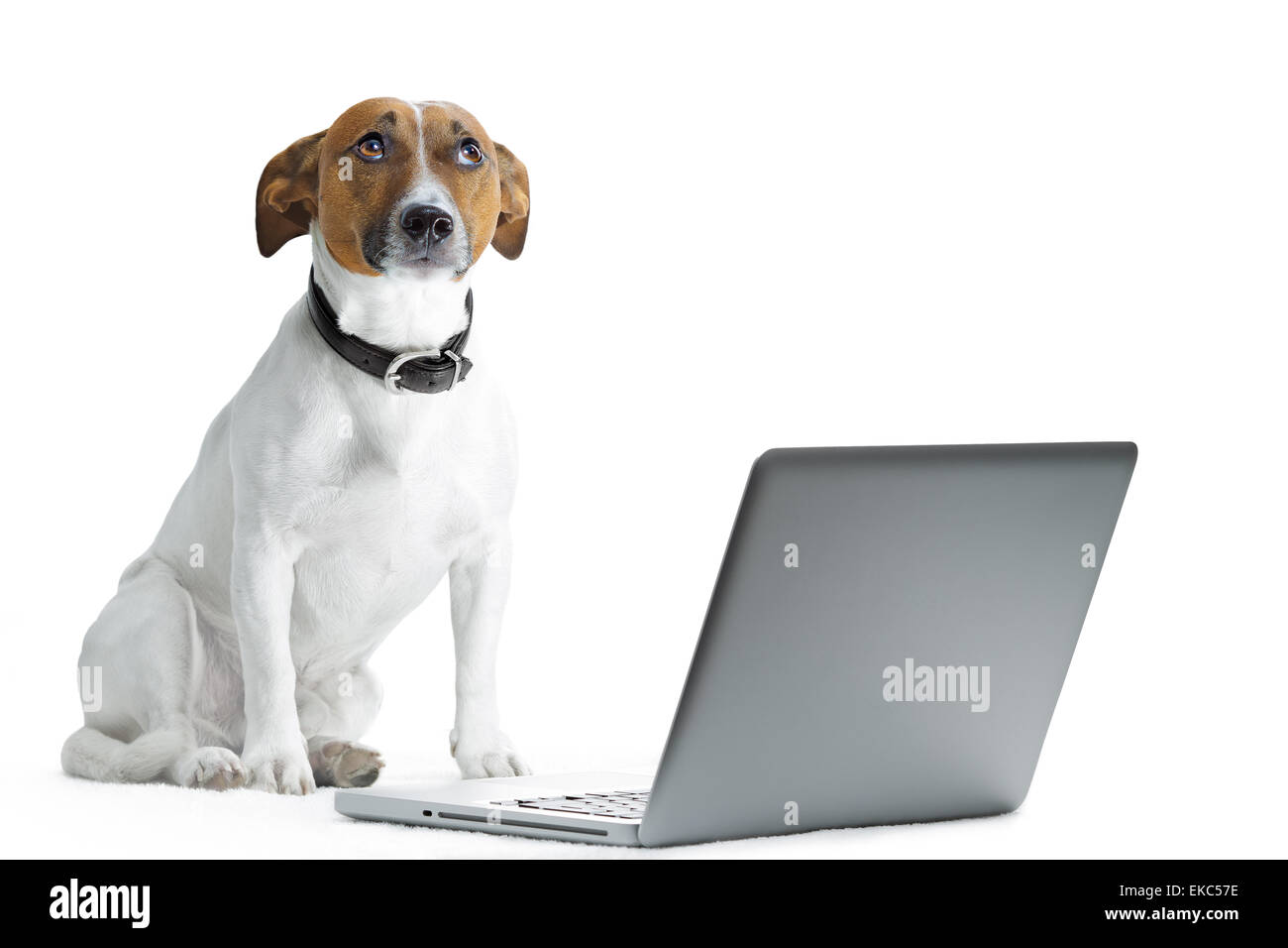 Laptopdog hi-res stock photography and images - Alamy