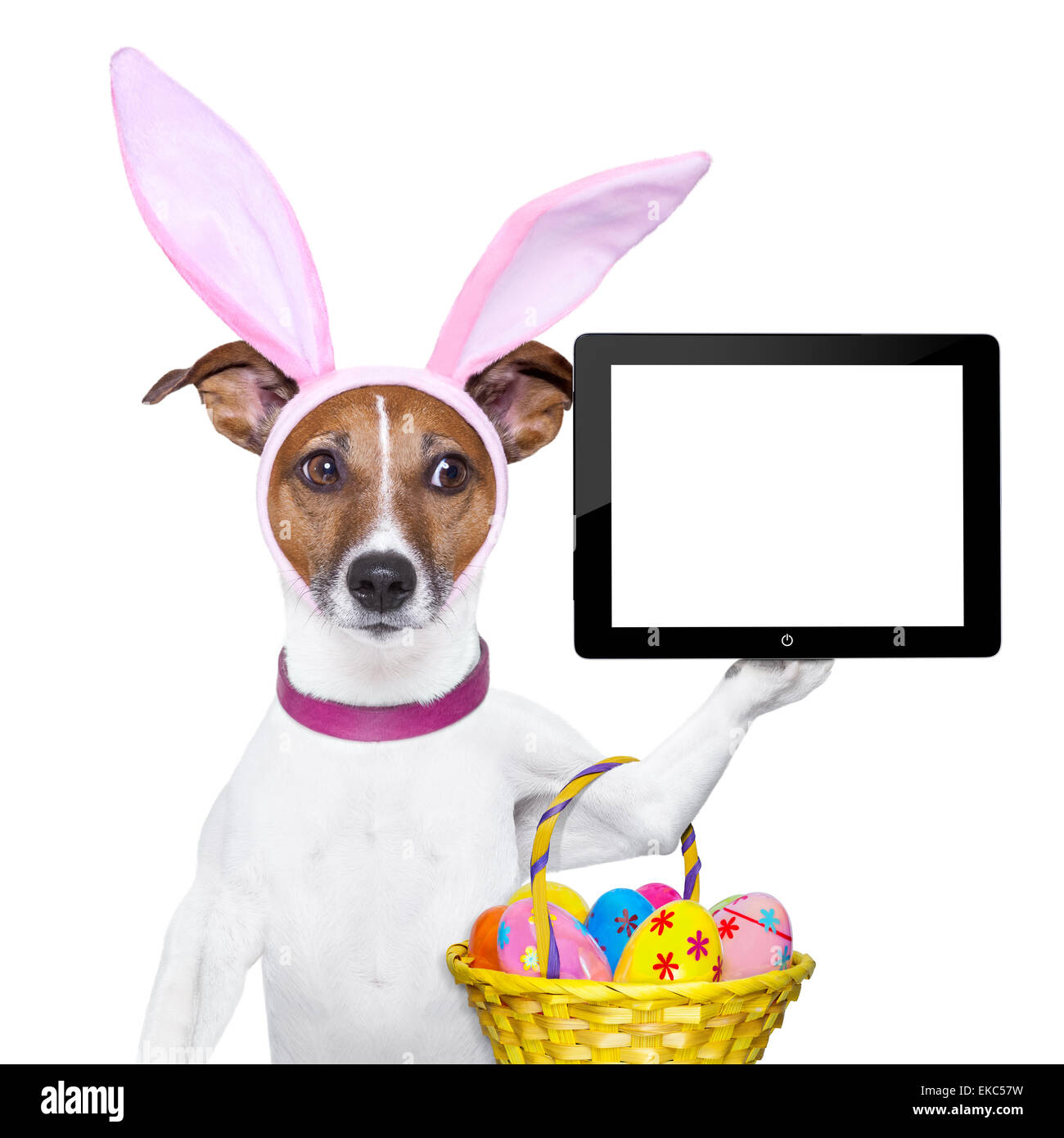 Funny easter dog Stock Photo - Alamy