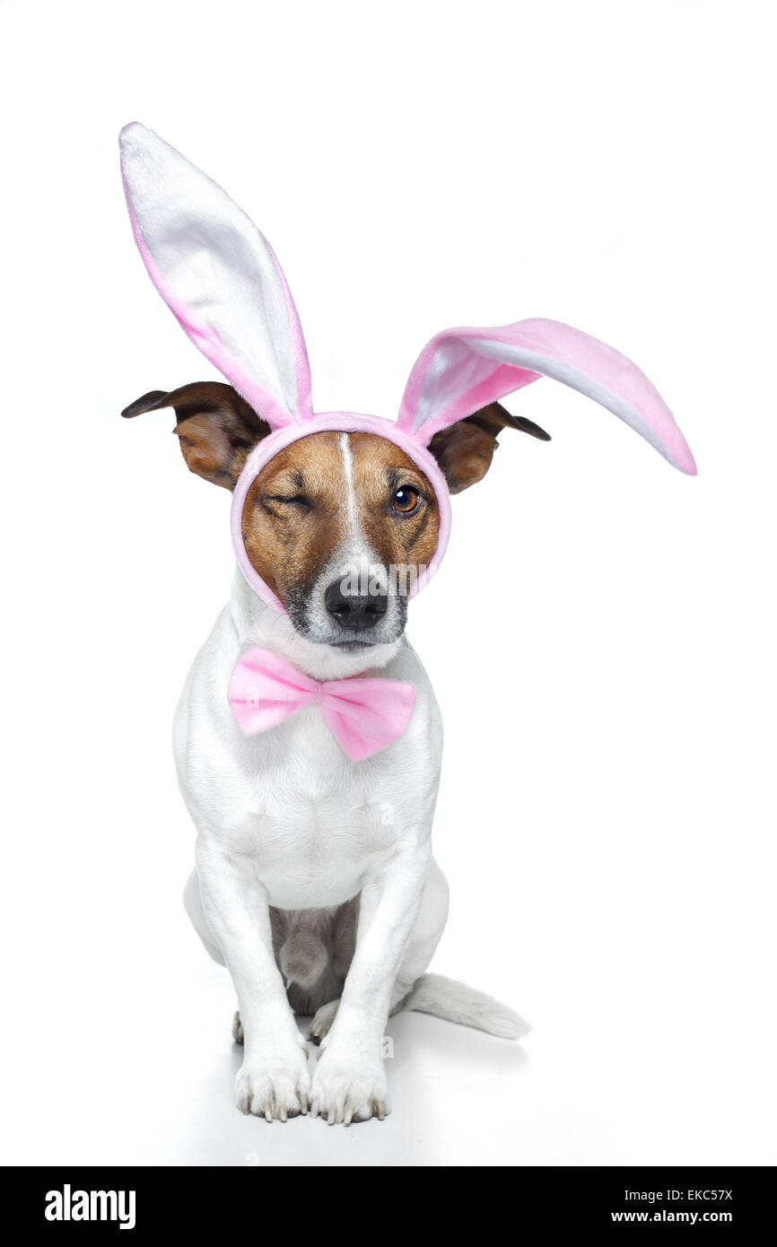 Bunny and dog hi-res stock photography and images - Alamy