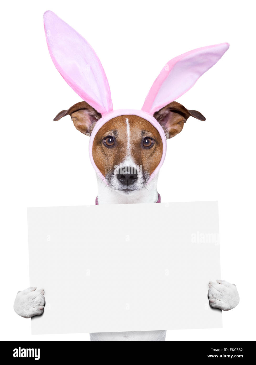 Funny easter dog with blank space Stock Photo - Alamy