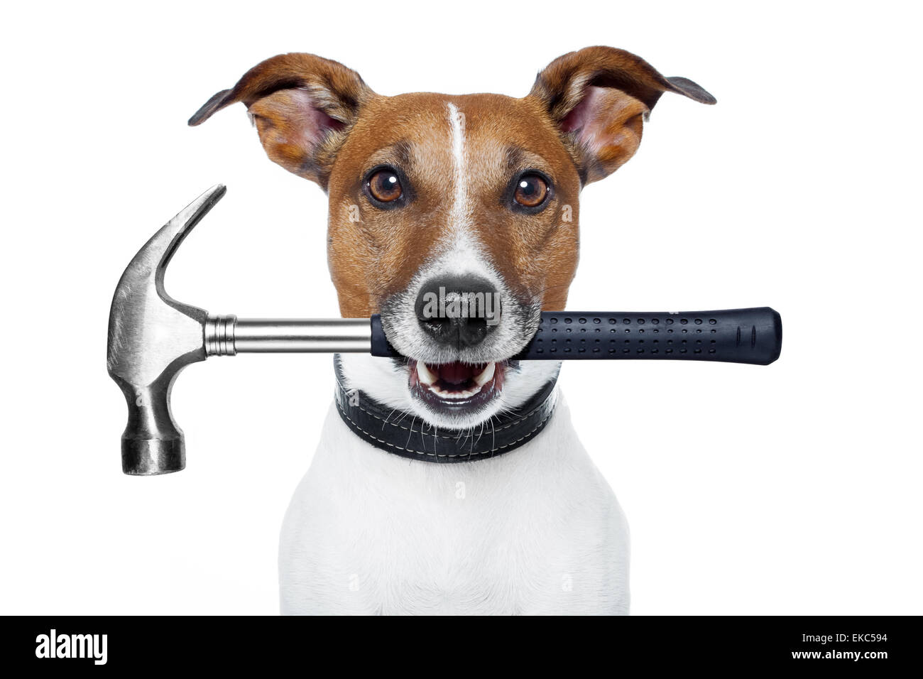 handyman dog with a hammer Stock Photo - Alamy