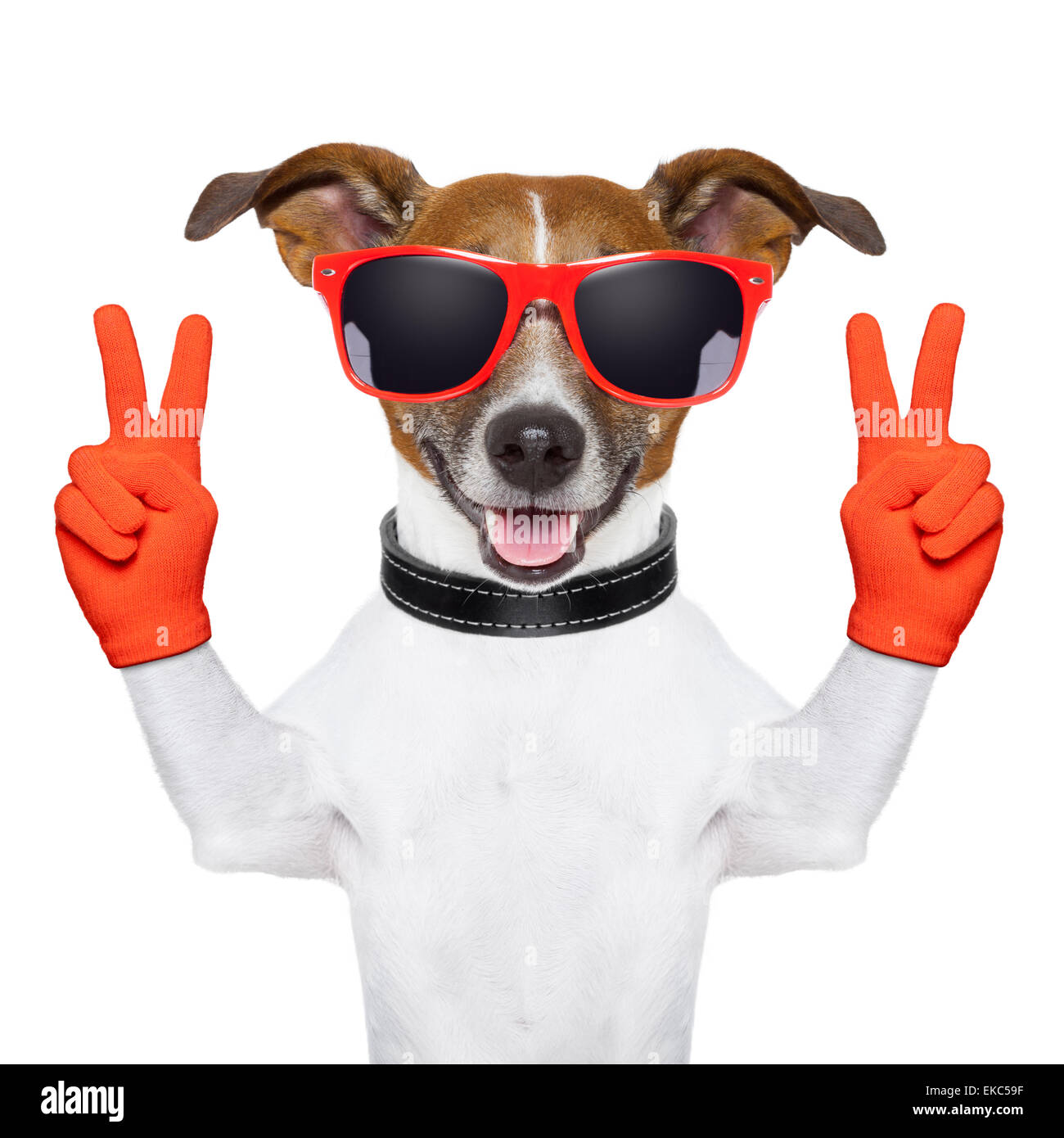 peace and victory fingers dog Stock Photo - Alamy