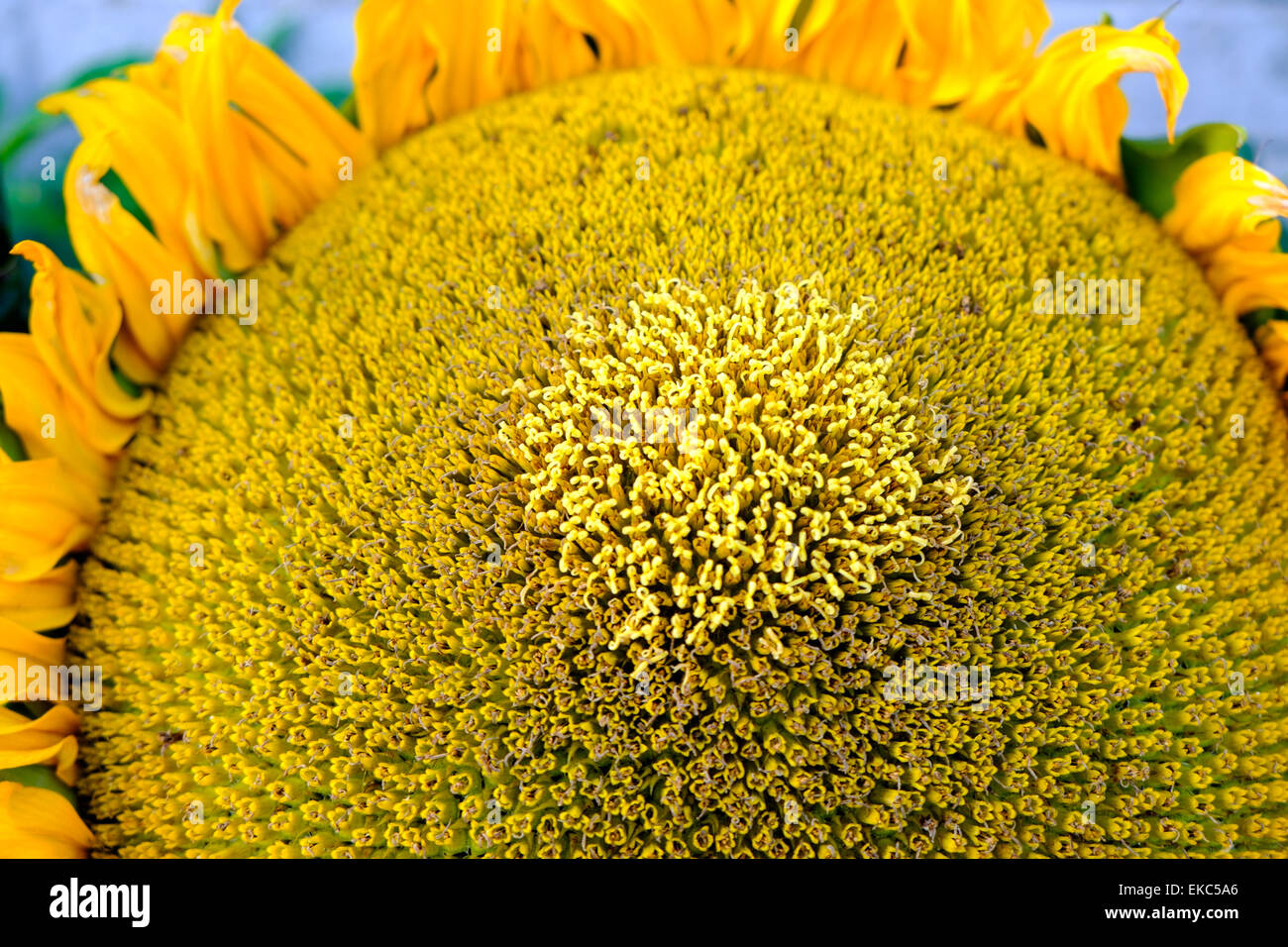 Sunflower head hi-res stock photography and images - Alamy