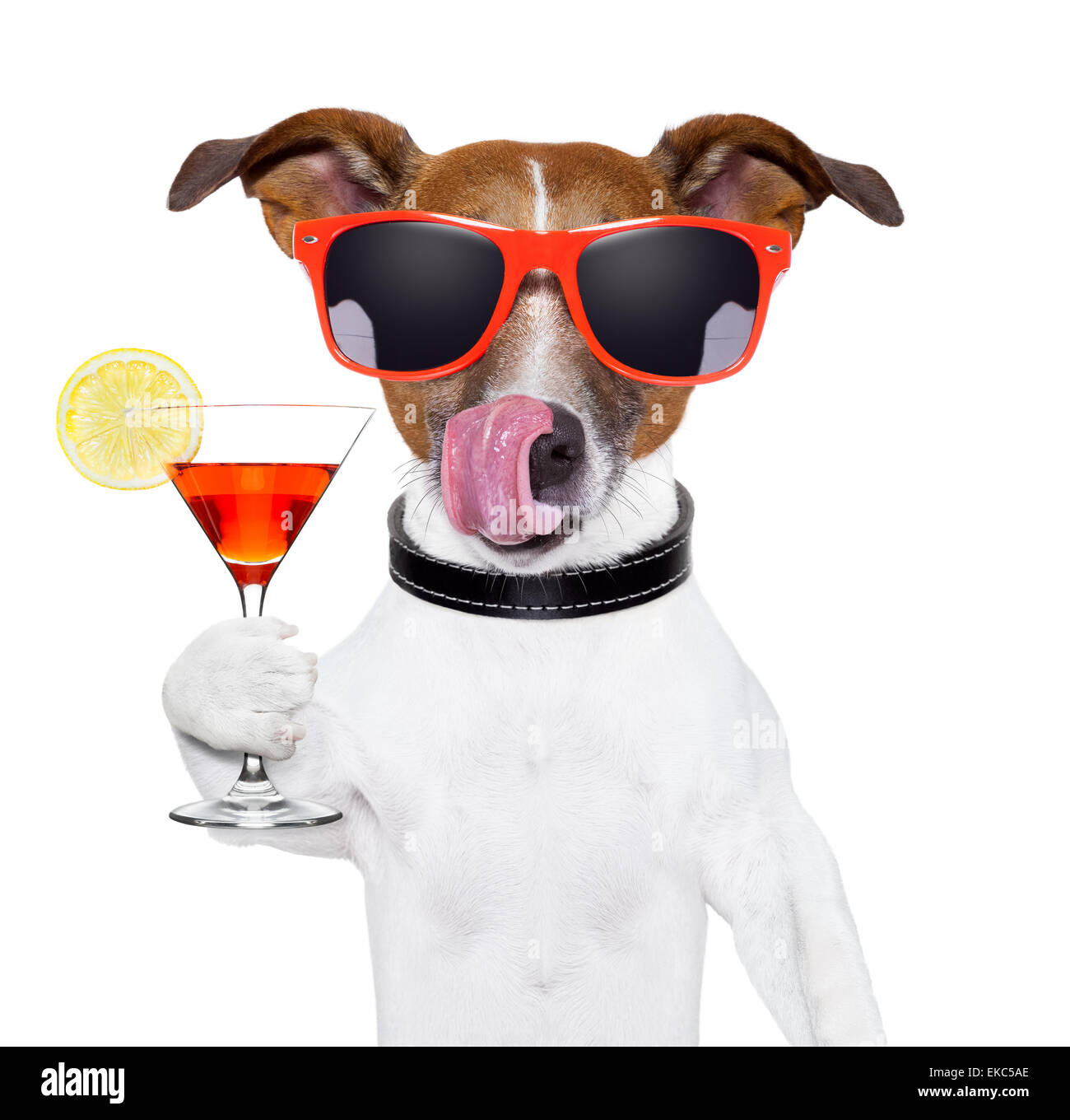 dog with cocktail Stock Photo - Alamy