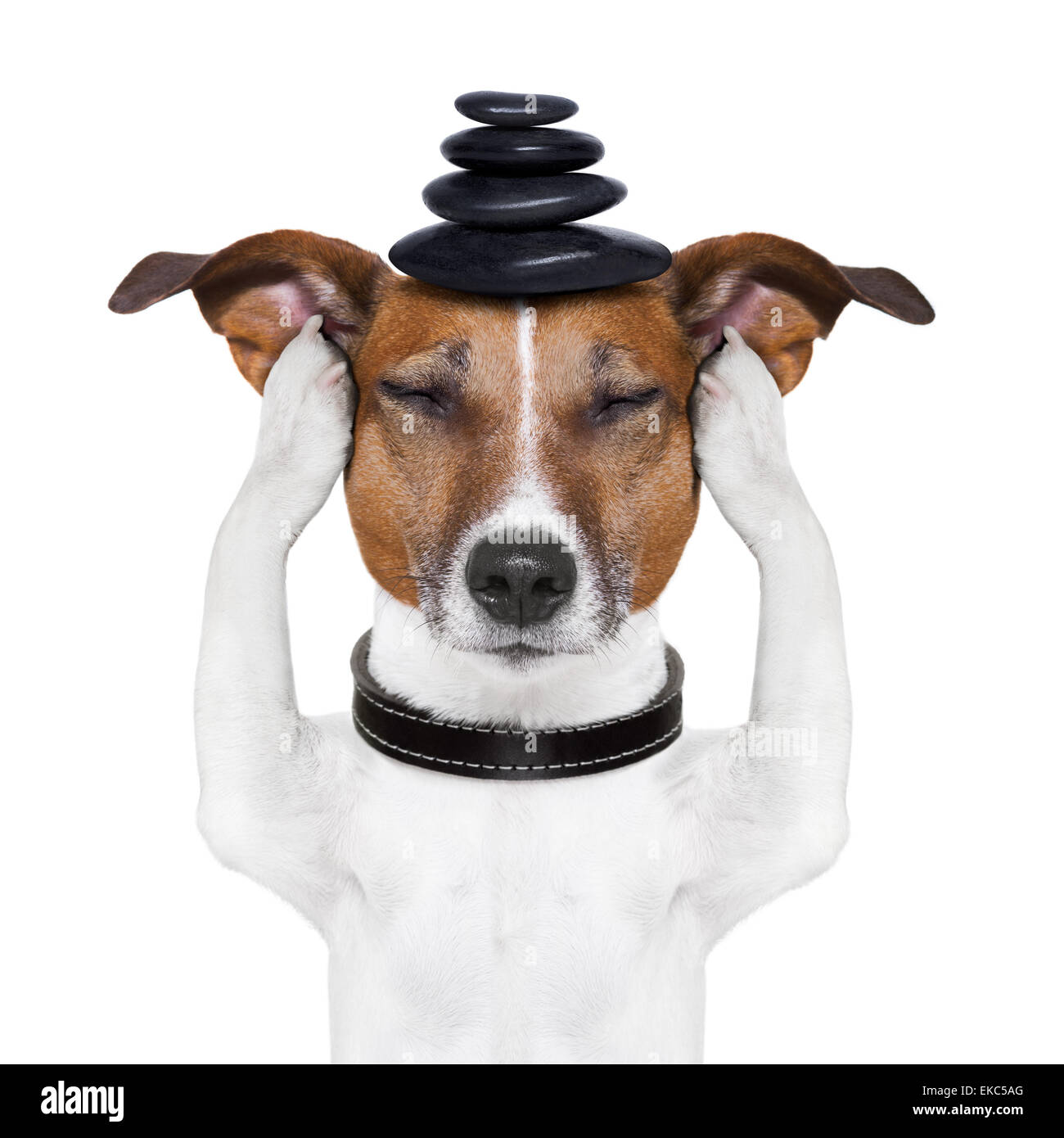 Dog being funny hi-res stock photography and images - Alamy