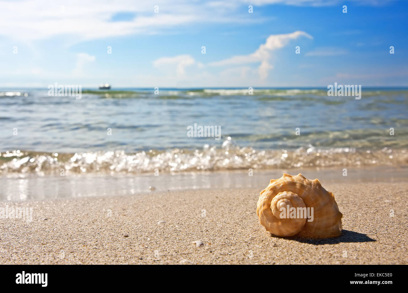 Sea shell on the sandy beach Stock Photo - Alamy