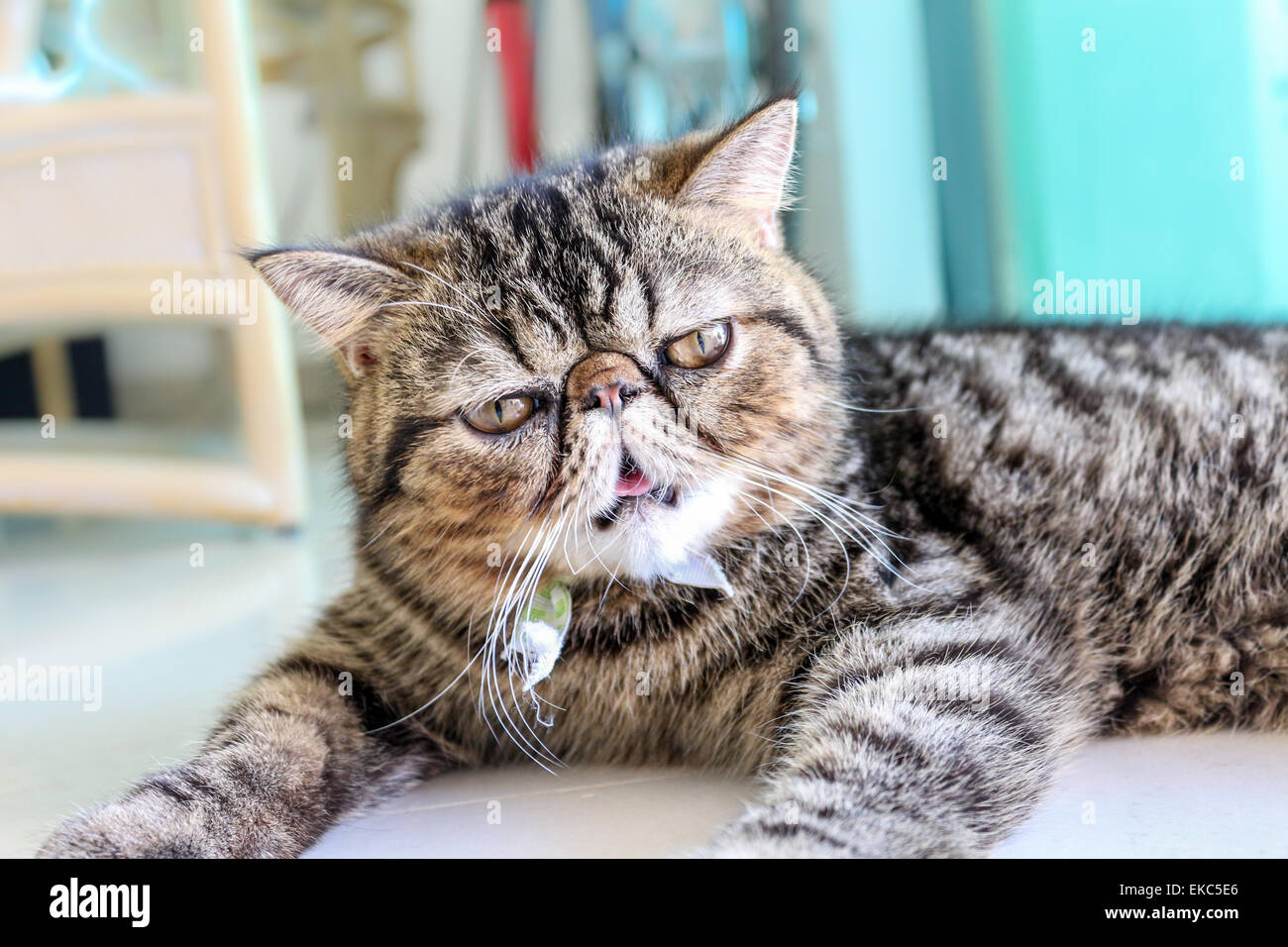 Tabby Cat Stock Photo - Alamy