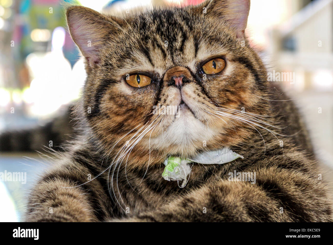 Garfield cat hi-res stock photography and images - Alamy