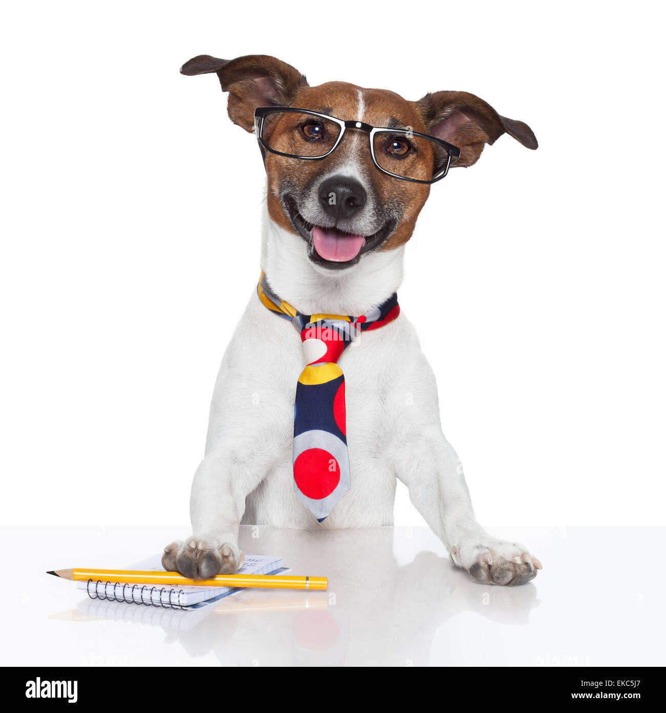 business dog typewriter Stock Photo - Alamy