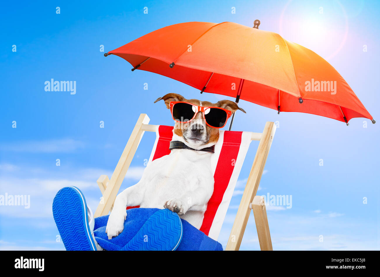 Dog deck chair sunbathing hi-res stock photography and images - Alamy