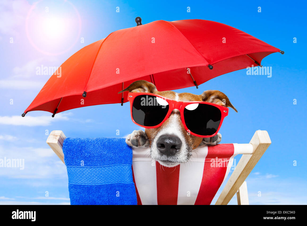 Animal beach sunbathing hi-res stock photography and images - Alamy
