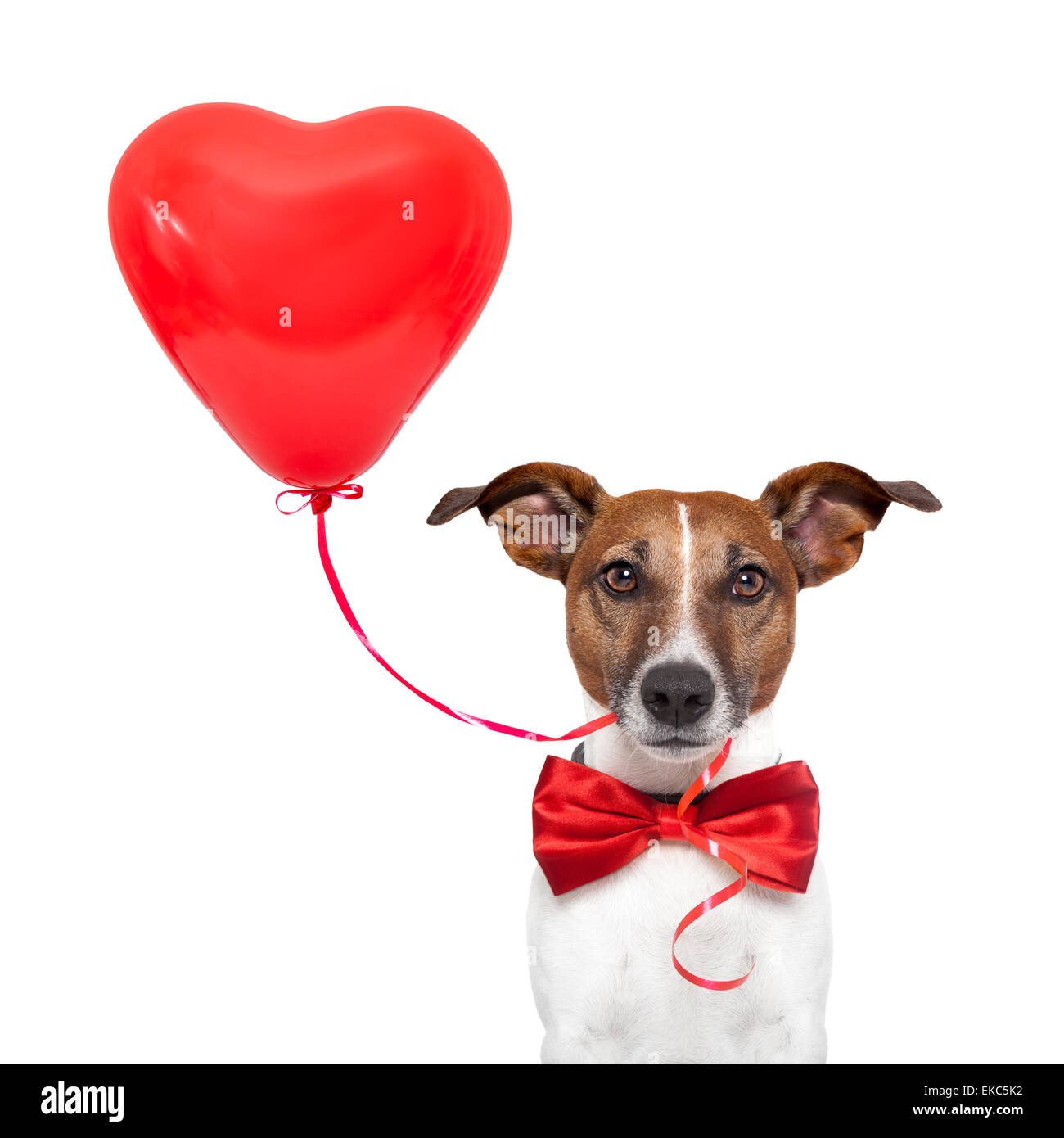 Valentines dog in love Cut Out Stock Images & Pictures - Alamy