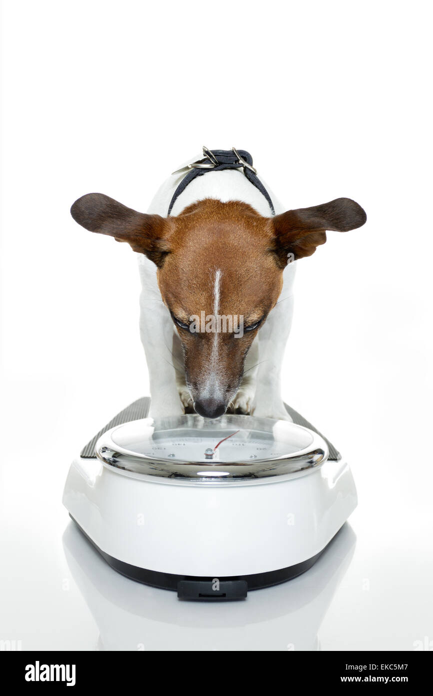 dog on scale Stock Photo - Alamy