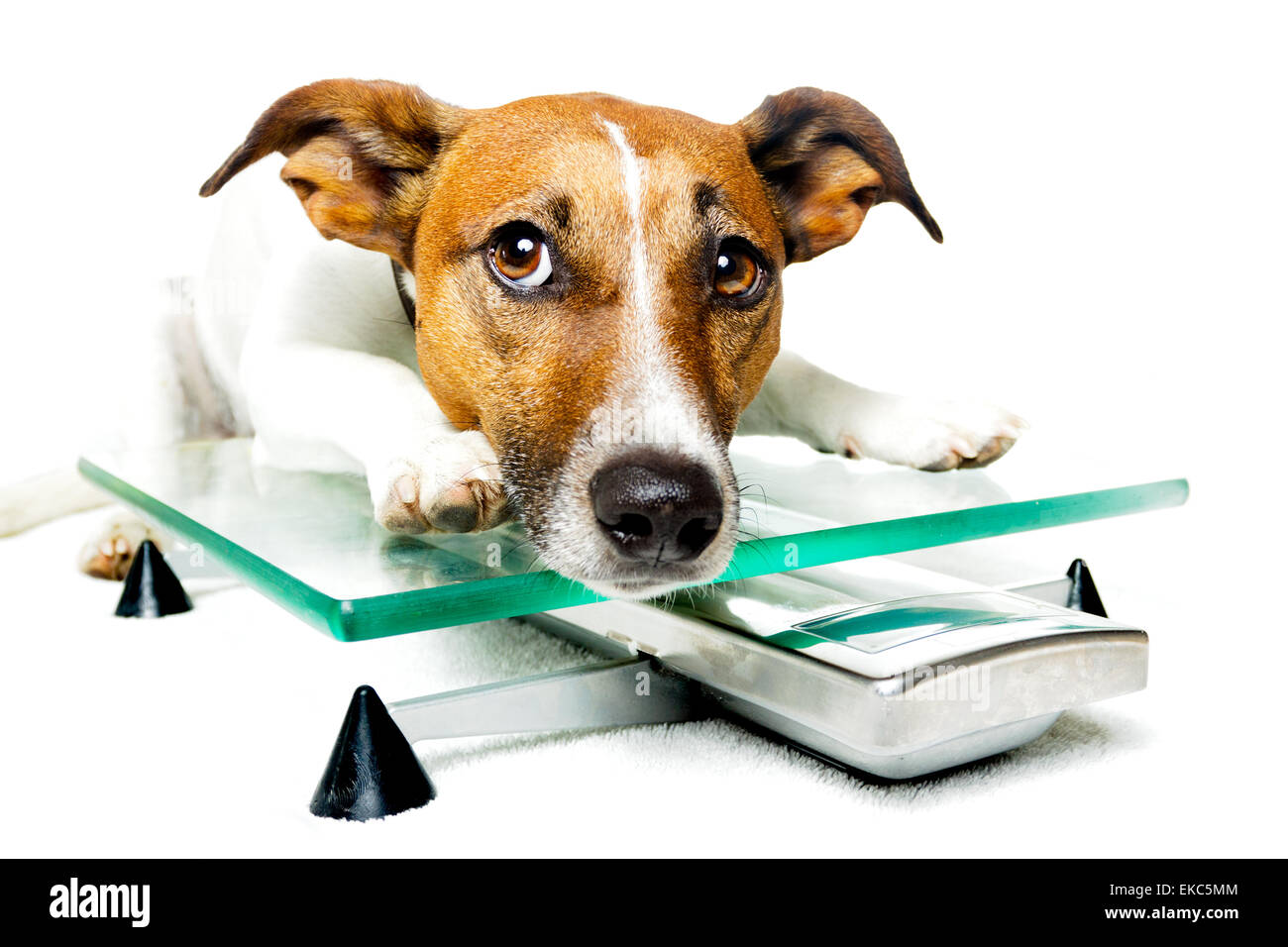 dog on scale Stock Photo - Alamy