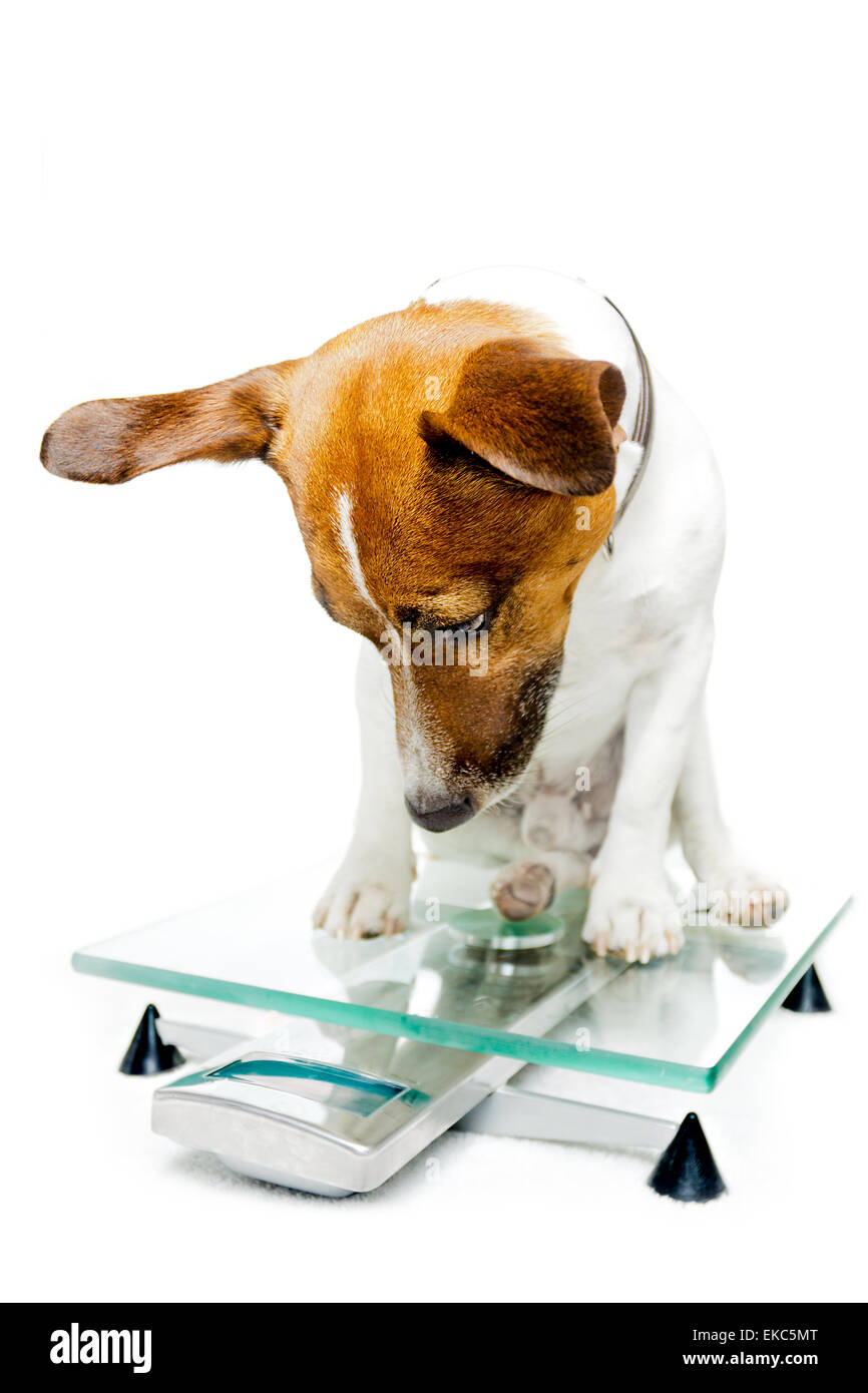 Body fat scale hi-res stock photography and images - Alamy