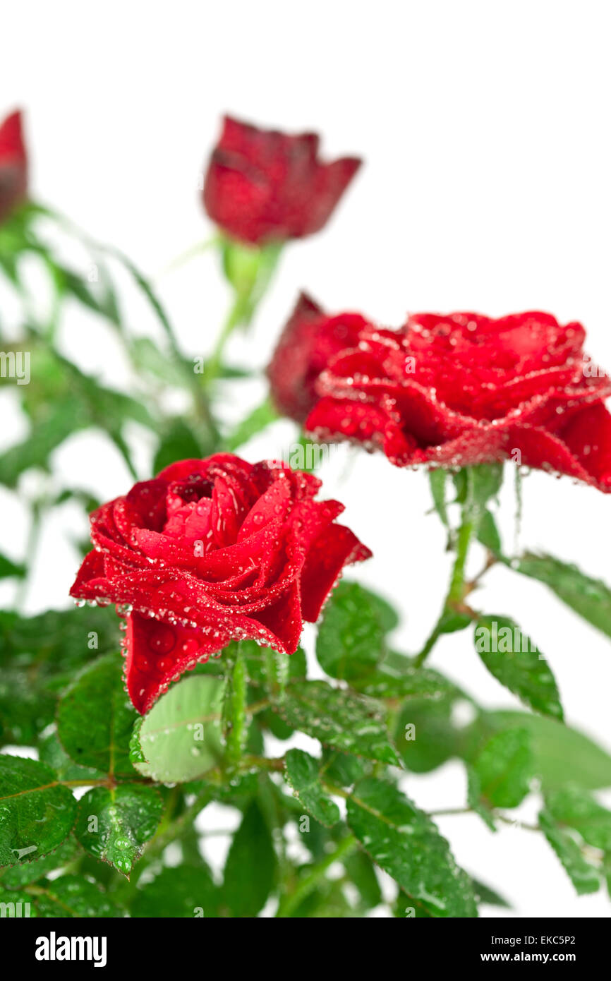 red roses with water drops Stock Photo - Alamy