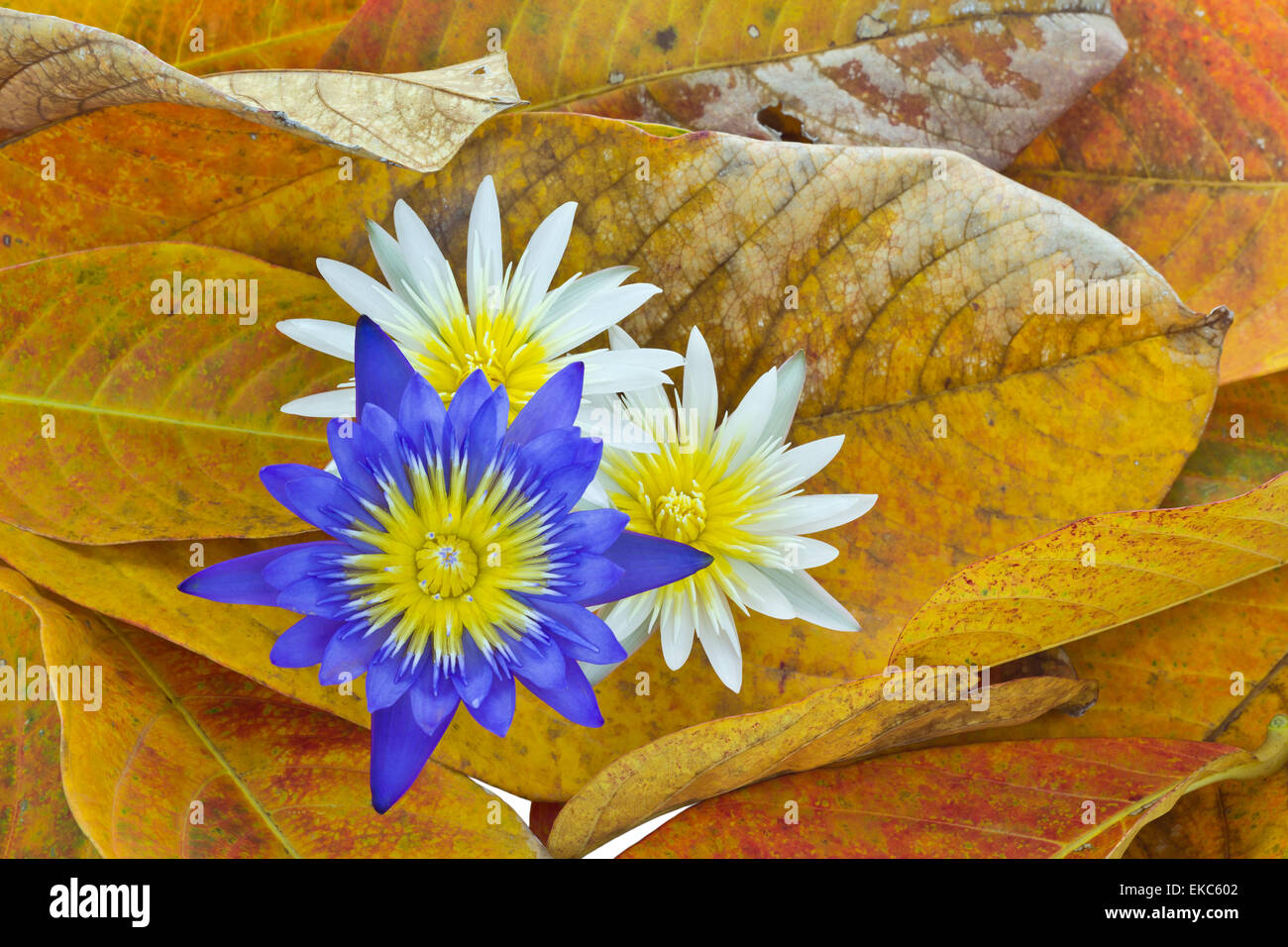 Lotus Flower Dry Leaves