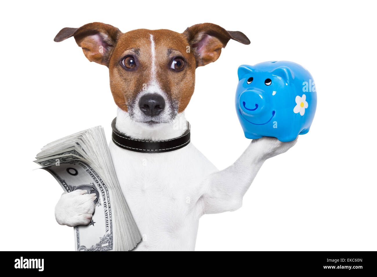 money saving dog Stock Photo - Alamy