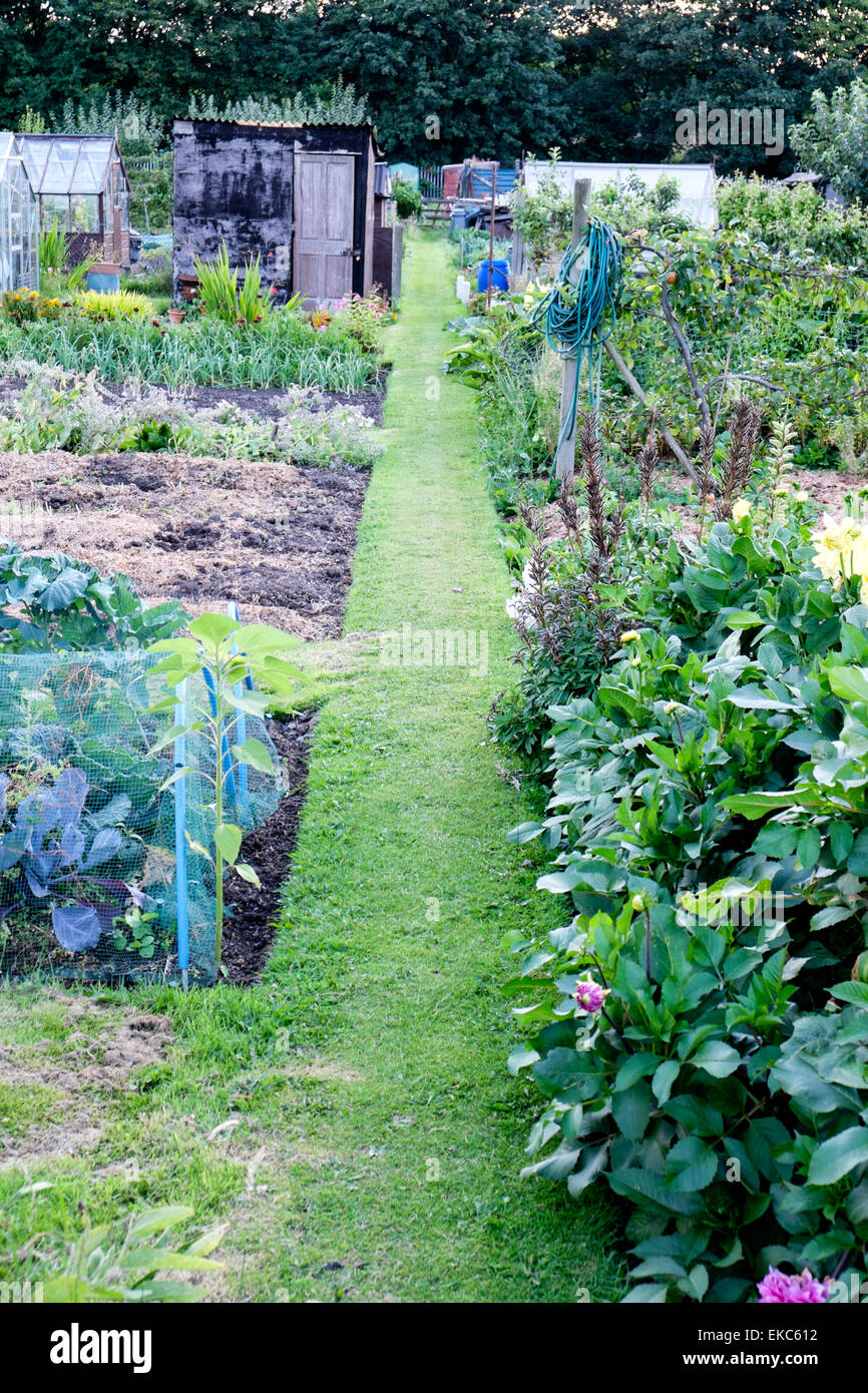 Neatly mowed grass footpath in allotment Stock Photo - Alamy