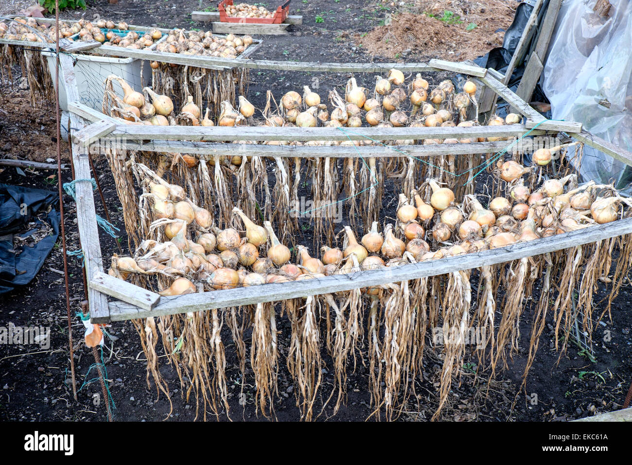 Onions drying on allotment Stock Photo - Alamy
