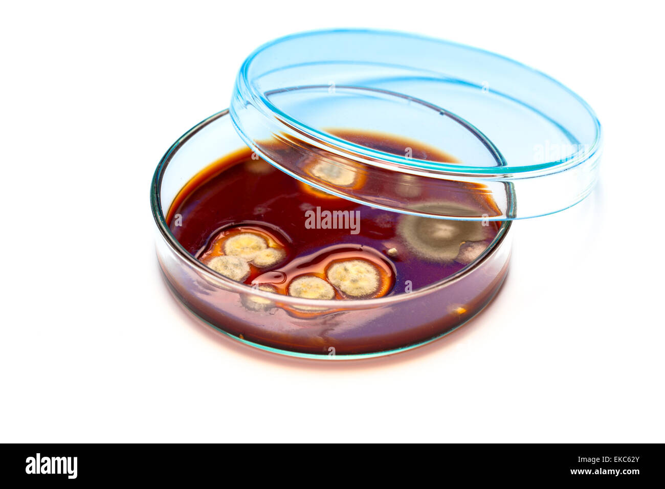 Mold growing in a Petri dish, on white background Stock Photo - Alamy