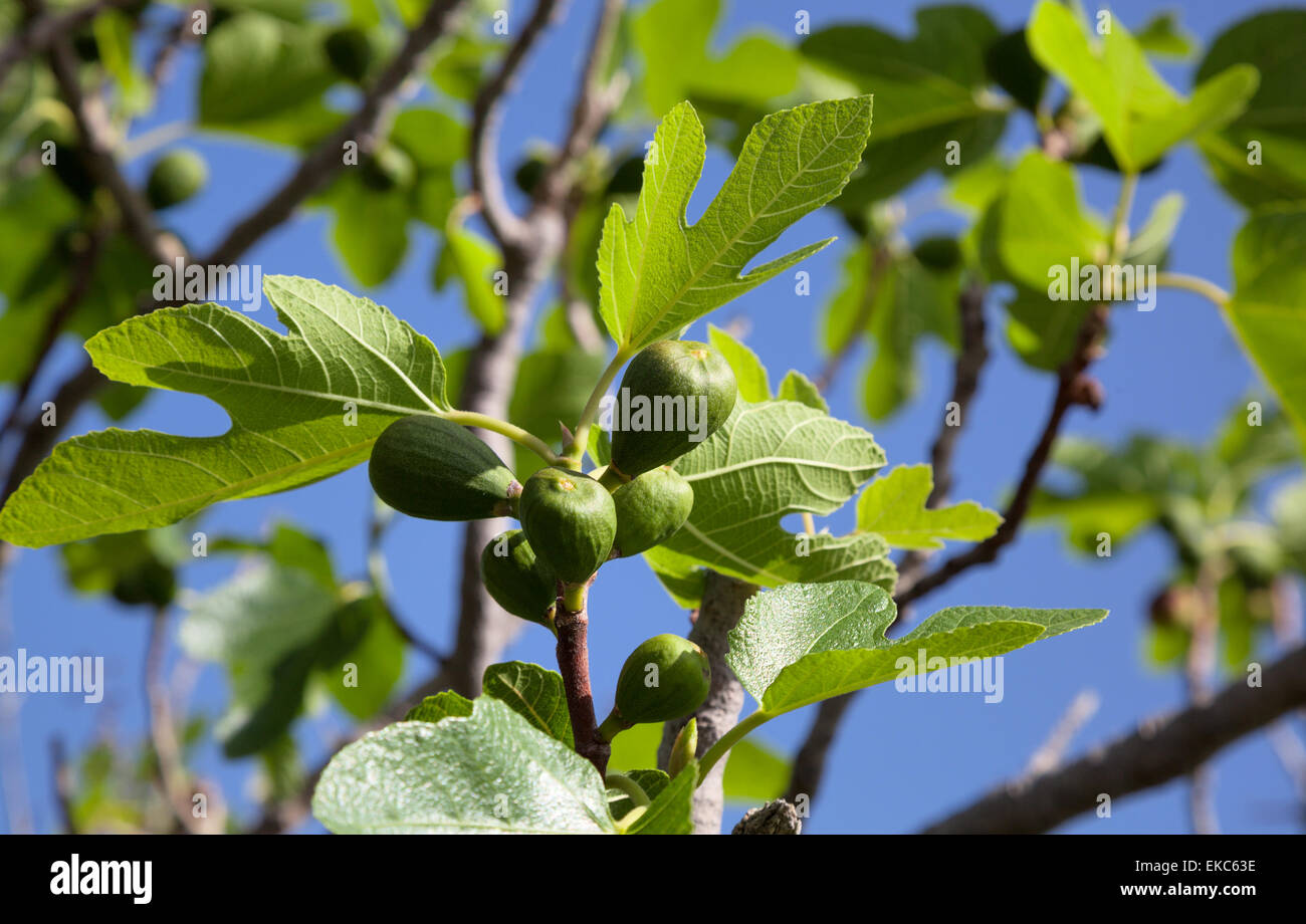 figs on branch of the fig tree Stock Photo - Alamy
