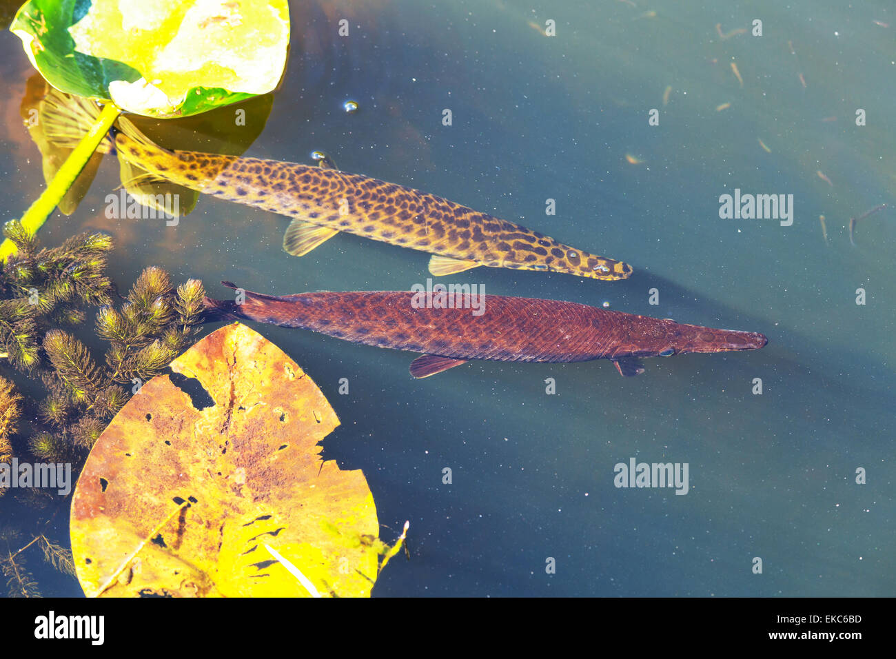 Florida gar fish hi-res stock photography and images - Alamy
