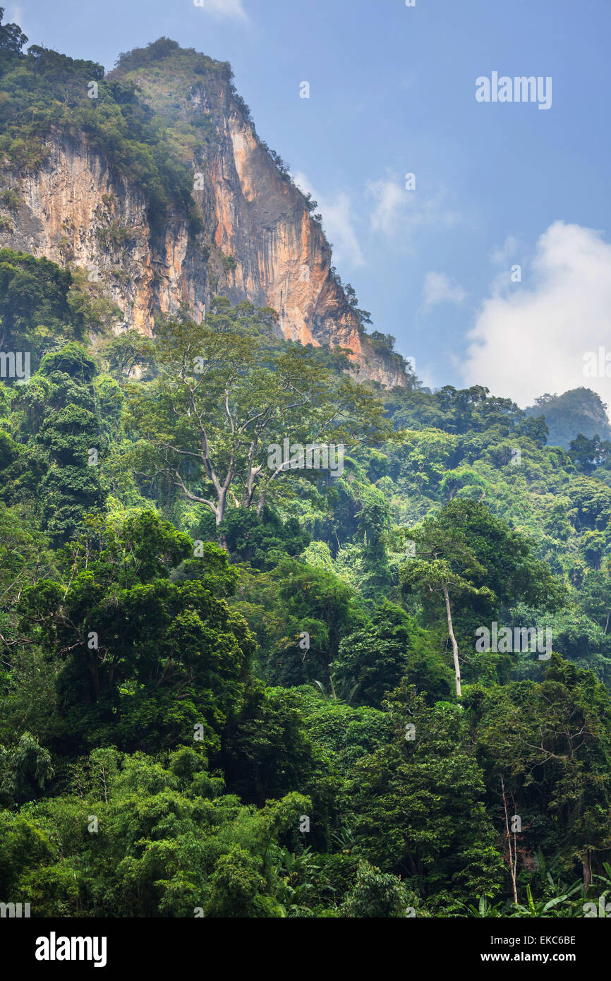 Jungle in Vietnam Stock Photo - Alamy