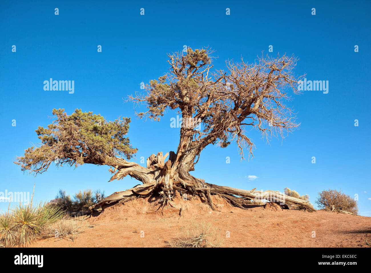 Underground root system hi-res stock photography and images - Alamy