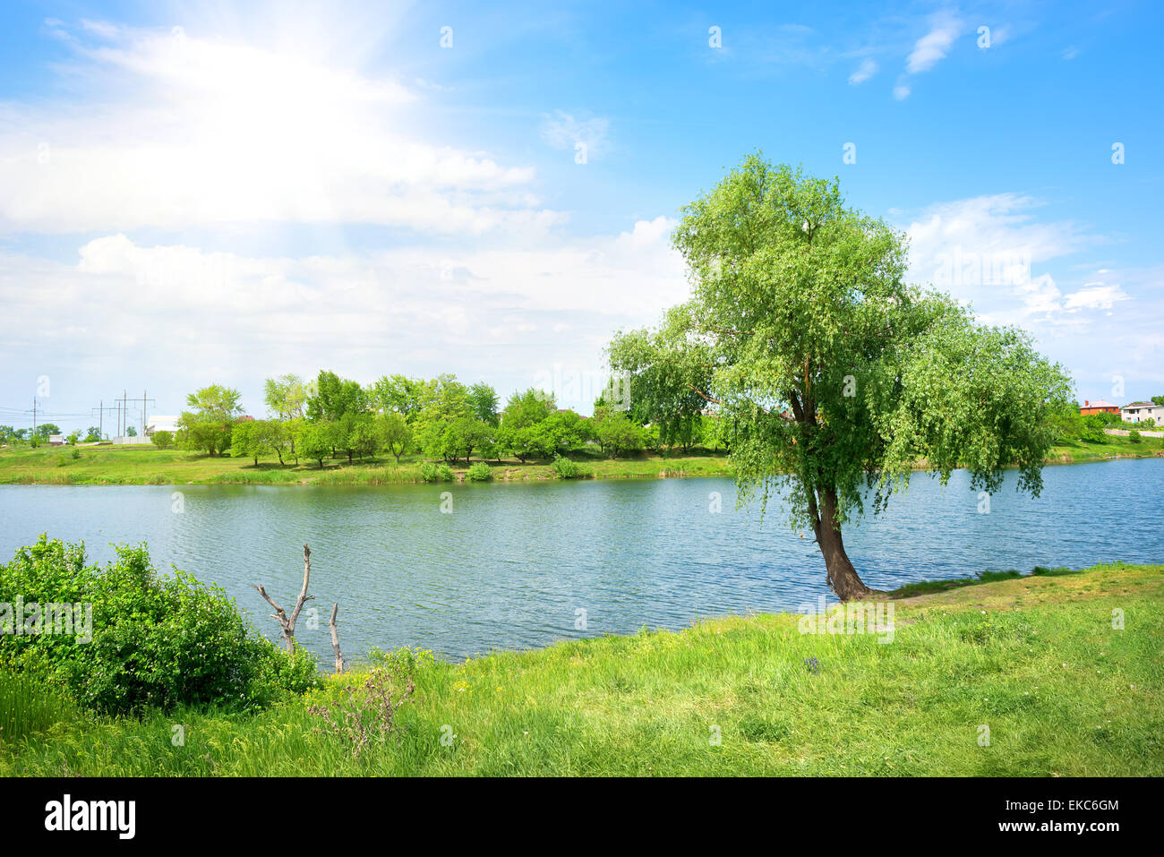 Tree and lake Stock Photo - Alamy