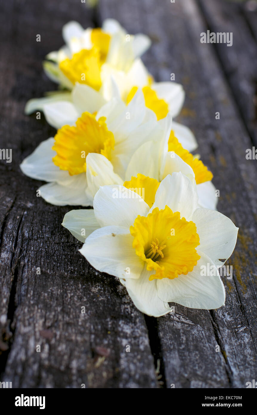 Row vibrant yellow daffodils hi-res stock photography and images - Alamy