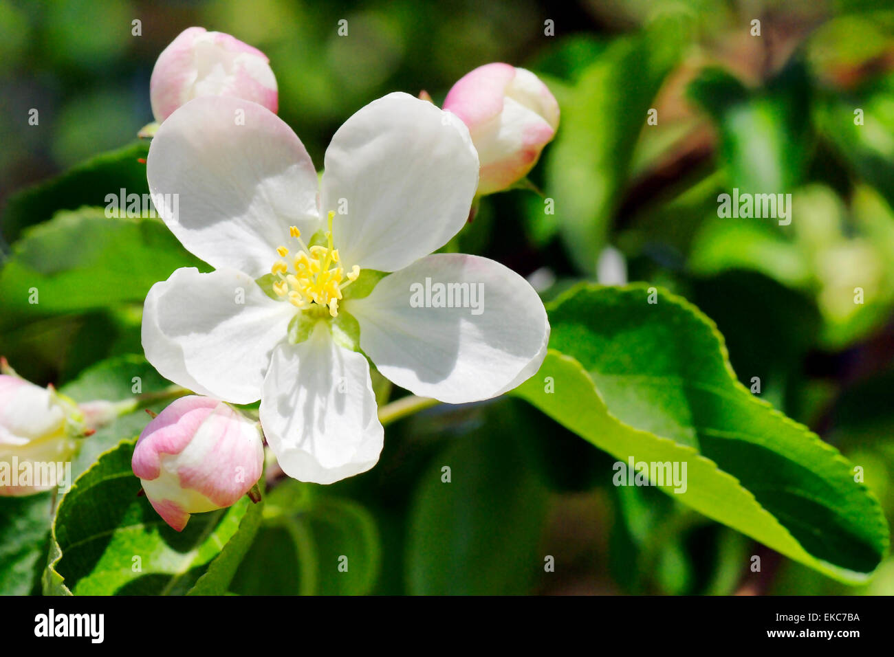 Apple tree flower Stock Photo - Alamy