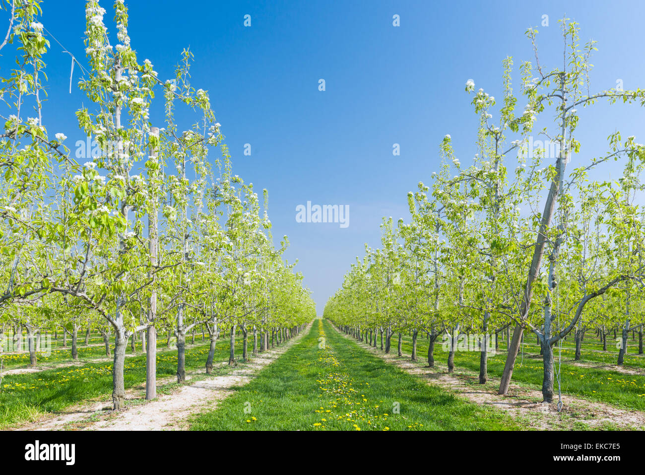 Flower orchard row hi-res stock photography and images - Alamy