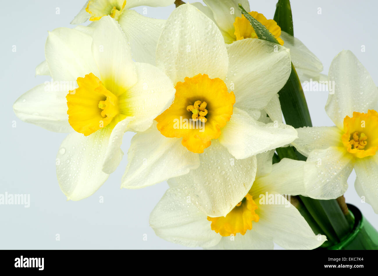 Daffodils pattern hi-res stock photography and images - Alamy