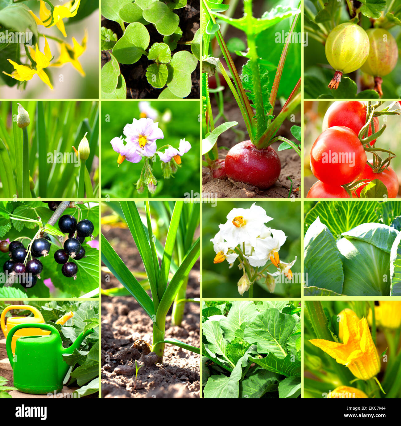vegetable garden collection Stock Photo - Alamy