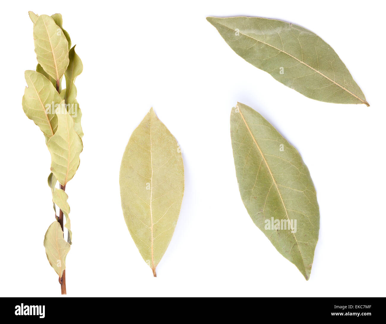 Bay leaves isolated on white hi-res stock photography and images - Alamy