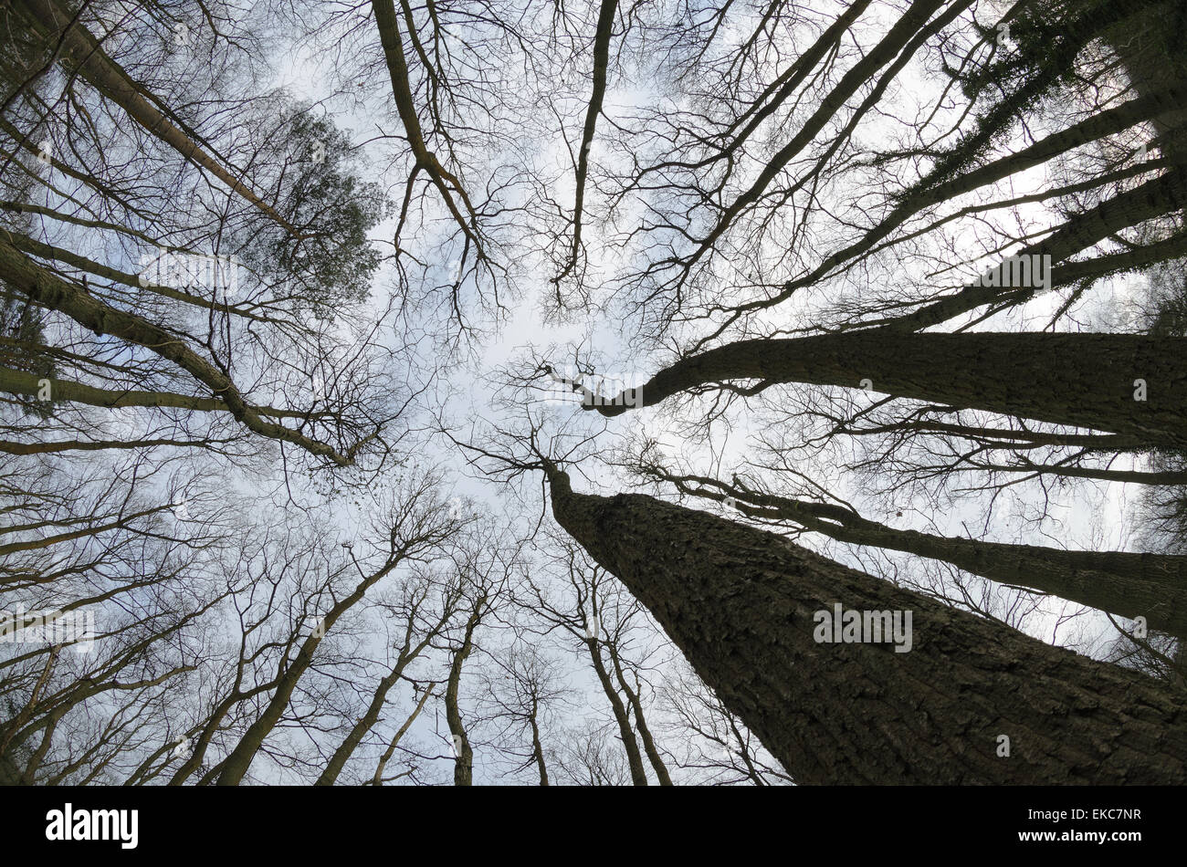 light early morning mist in tree canopy of British deciduous woodland ...