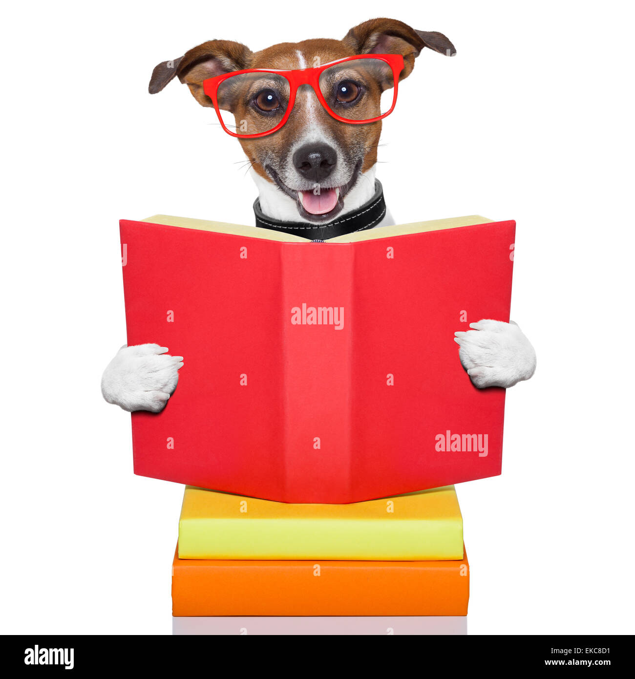 school learing dog Stock Photo - Alamy