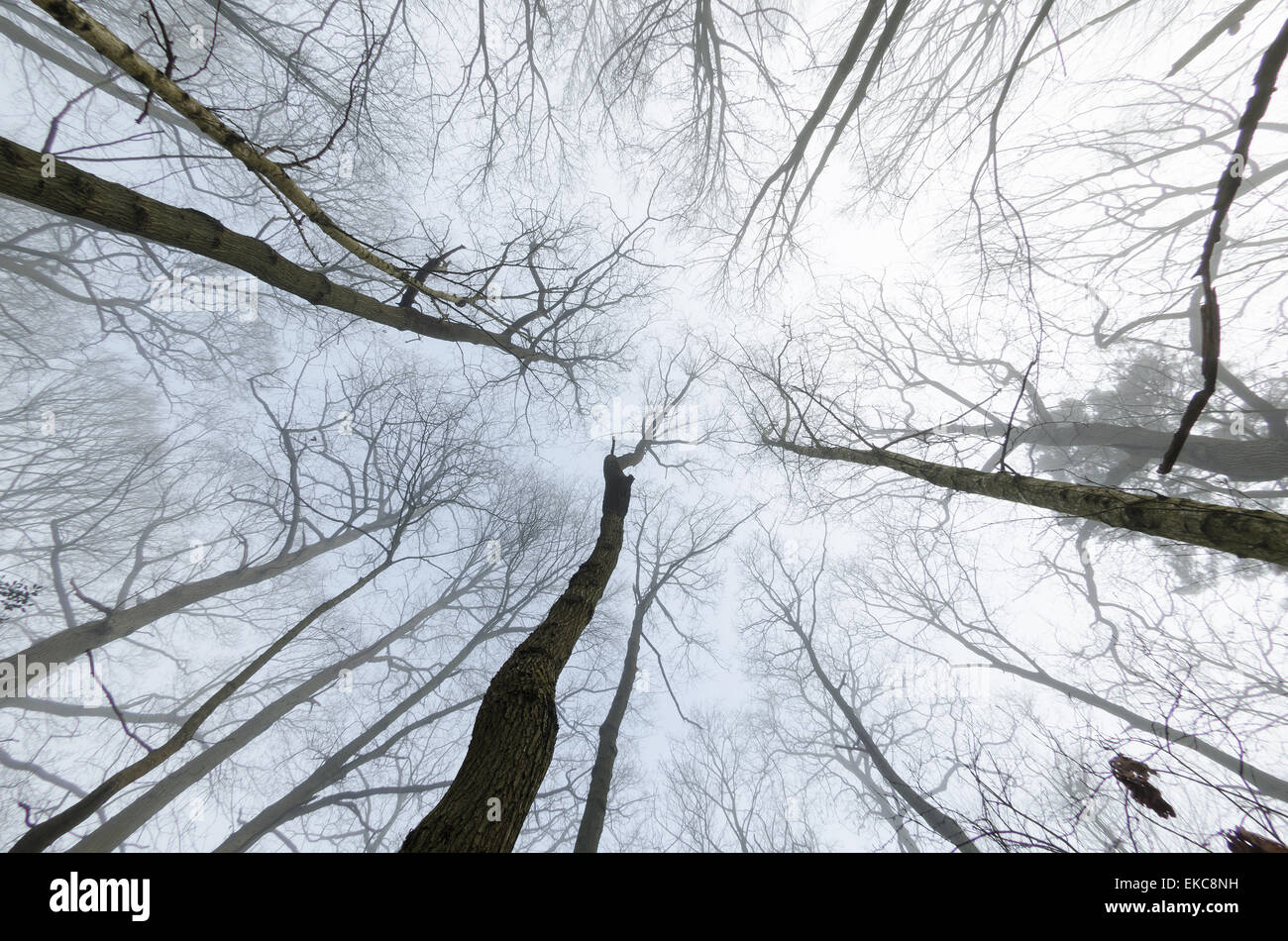 light early morning mist in tree canopy of British deciduous woodland ...