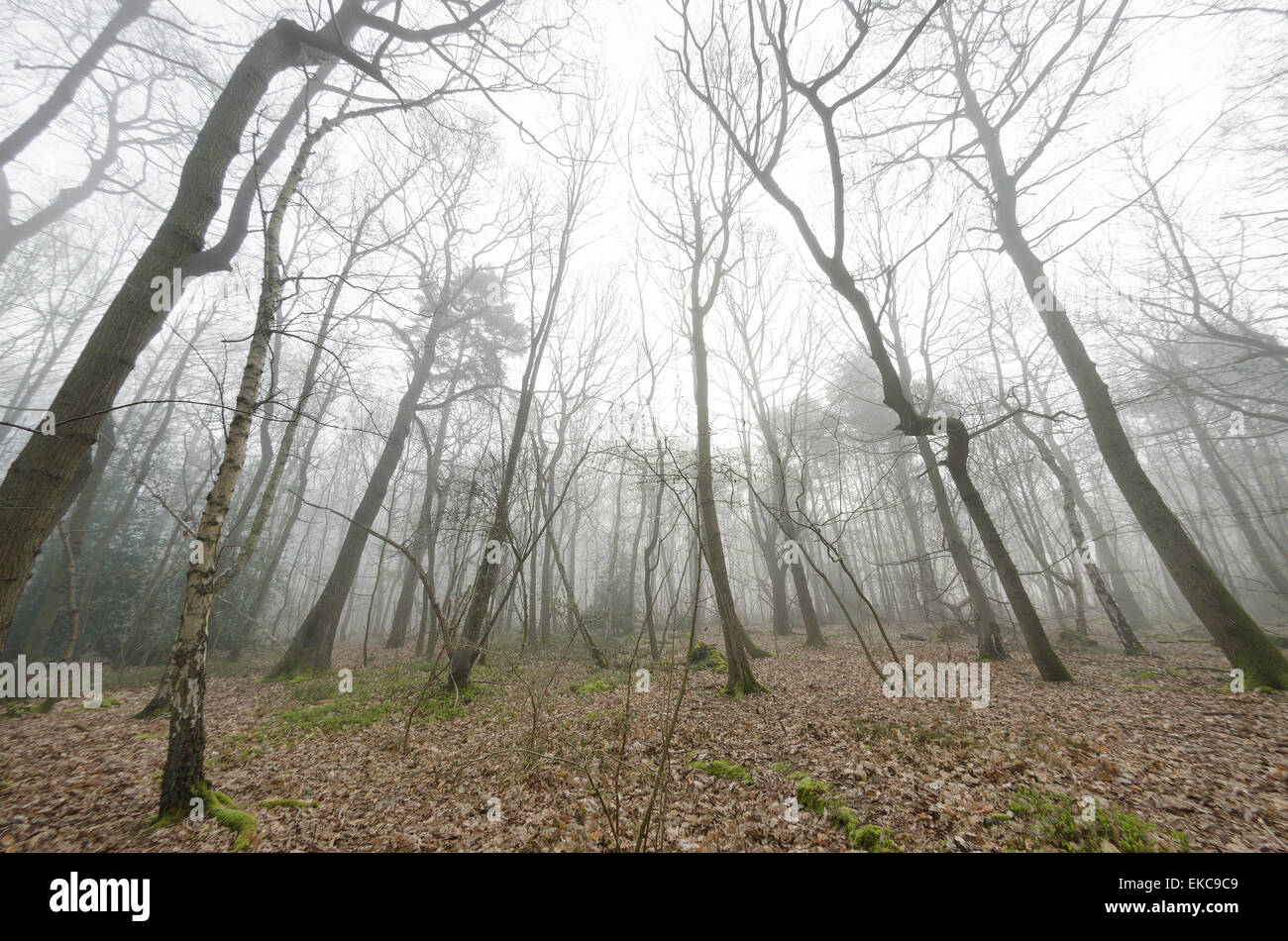 light early morning mist in tree canopy of British deciduous woodland ...