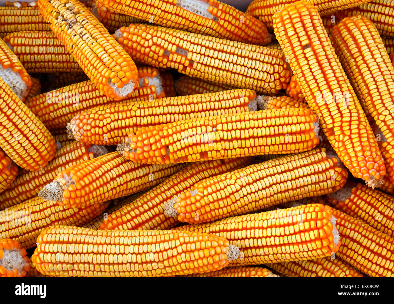 Dried corn background Stock Photo - Alamy
