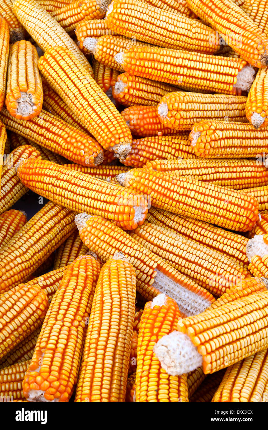 Dried corn background Stock Photo - Alamy
