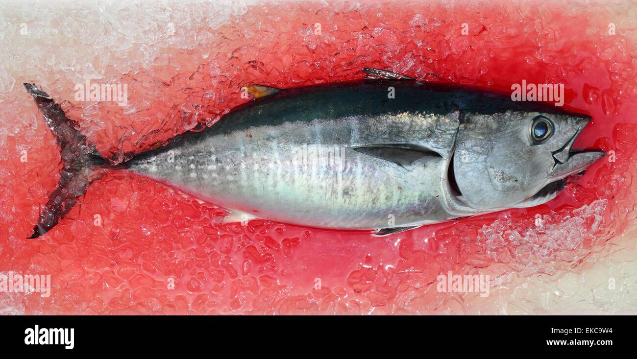 Bluefin tuna Thunnus thynnus saltwater fish Stock Photo - Alamy